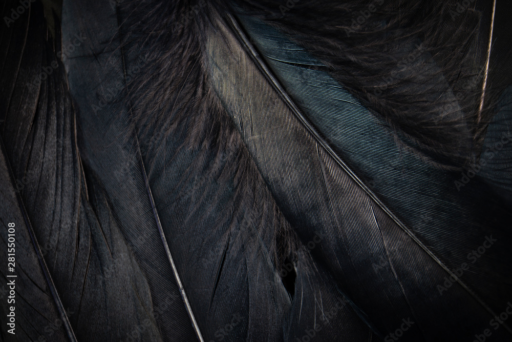 black feather texture background Stock Photo | Adobe Stock