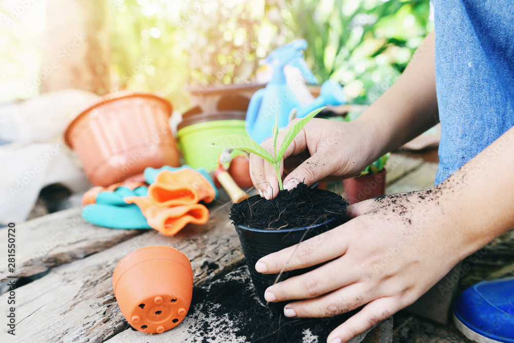 Gardening planting a tree seedlings young plant are growing in pot soil ...