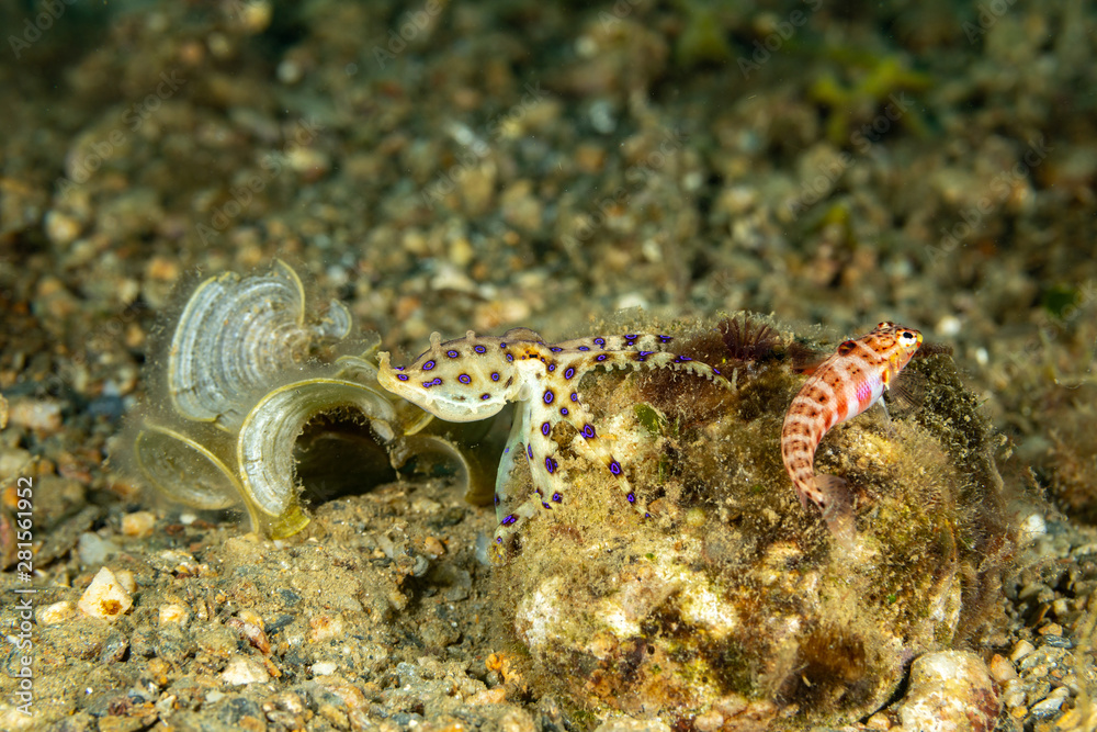 Greater blue-ringed octopus, Hapalochlaena lunulata is one of four ...