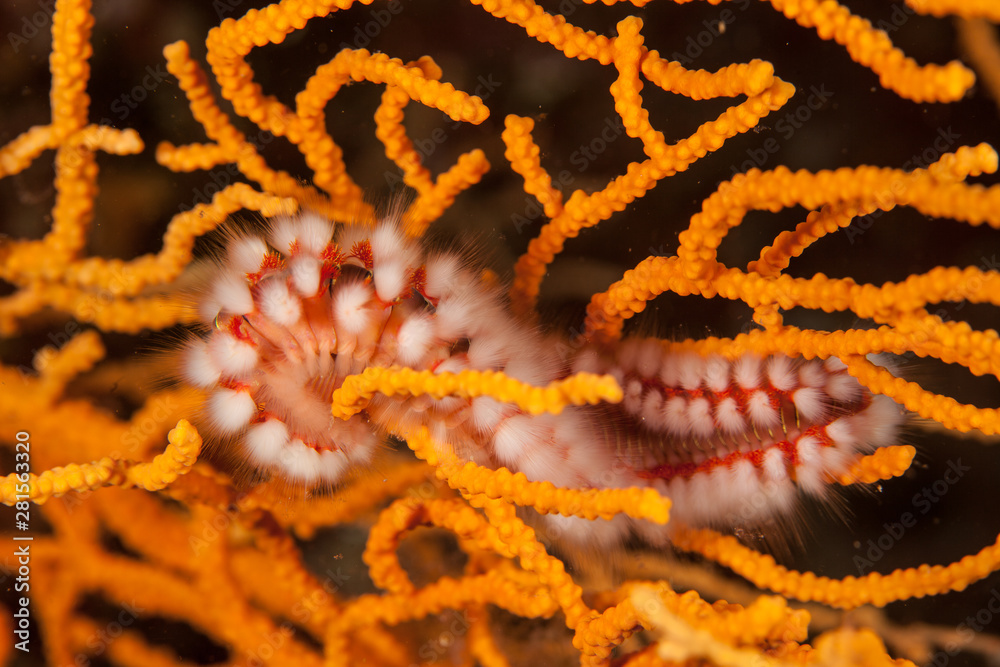 Foto de The bearded fireworm (Hermodice carunculata) is a type of ...