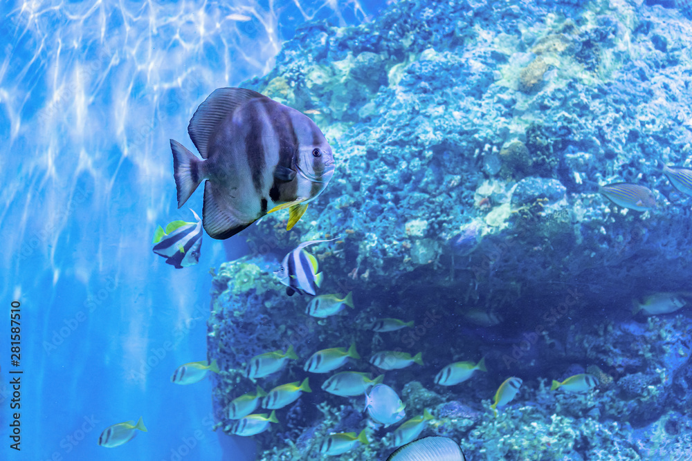 About the sea fish and freshwater fish in Aquarium Stock Photo | Adobe ...