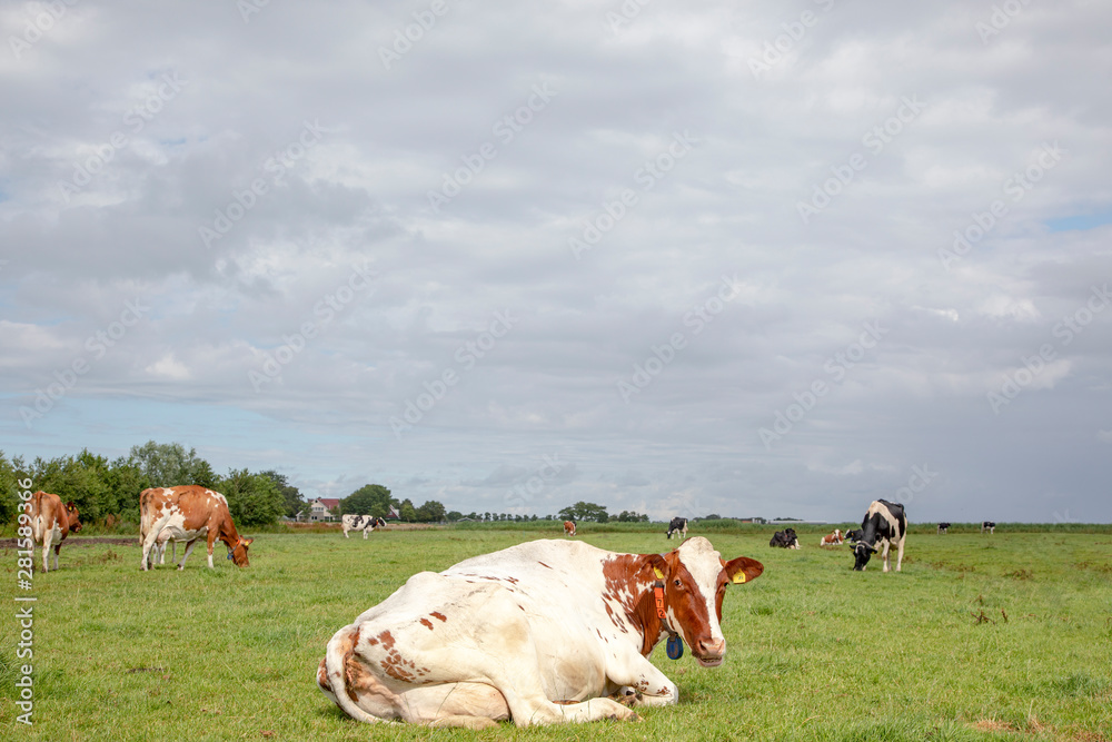 Lying cow. Red with white, looking back, ruminating cow in the middle of a meadow with other ...
