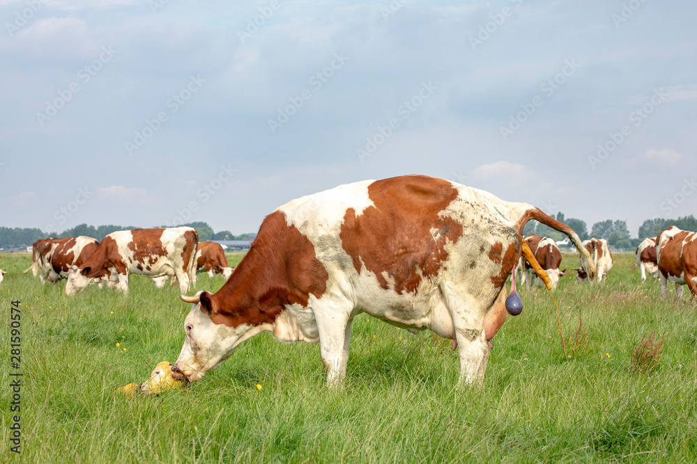 Cow Giving Birth To Twins