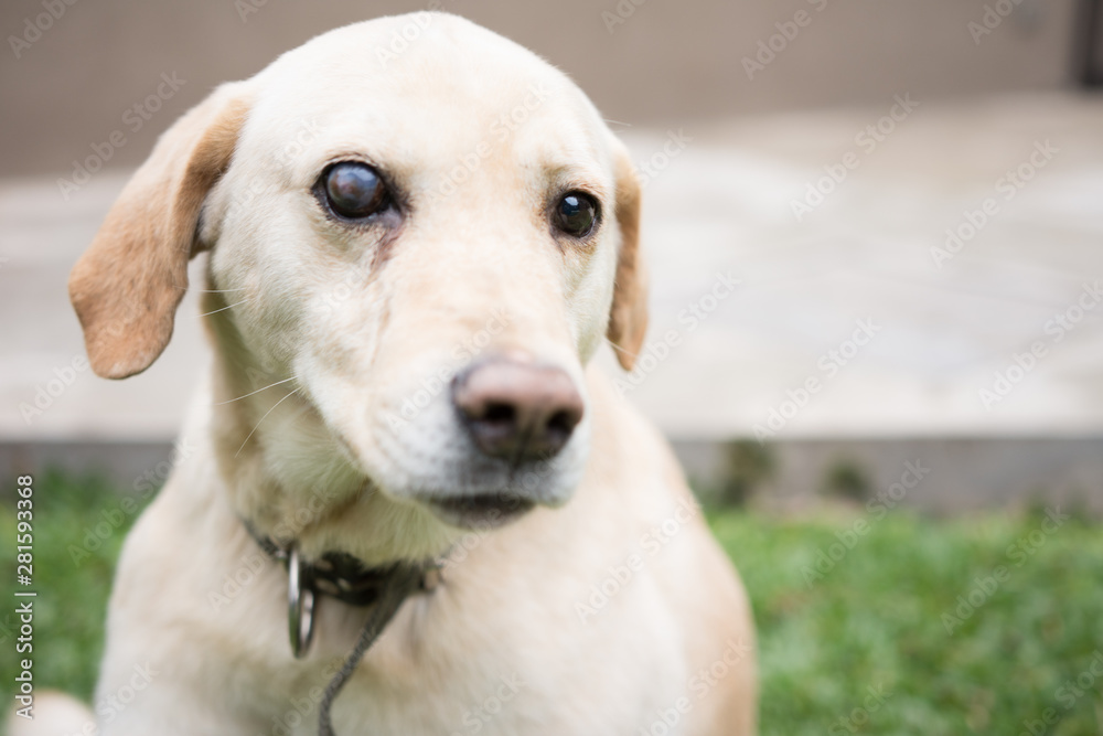 How Can You Tell If A Dog Is Blind In One Eye