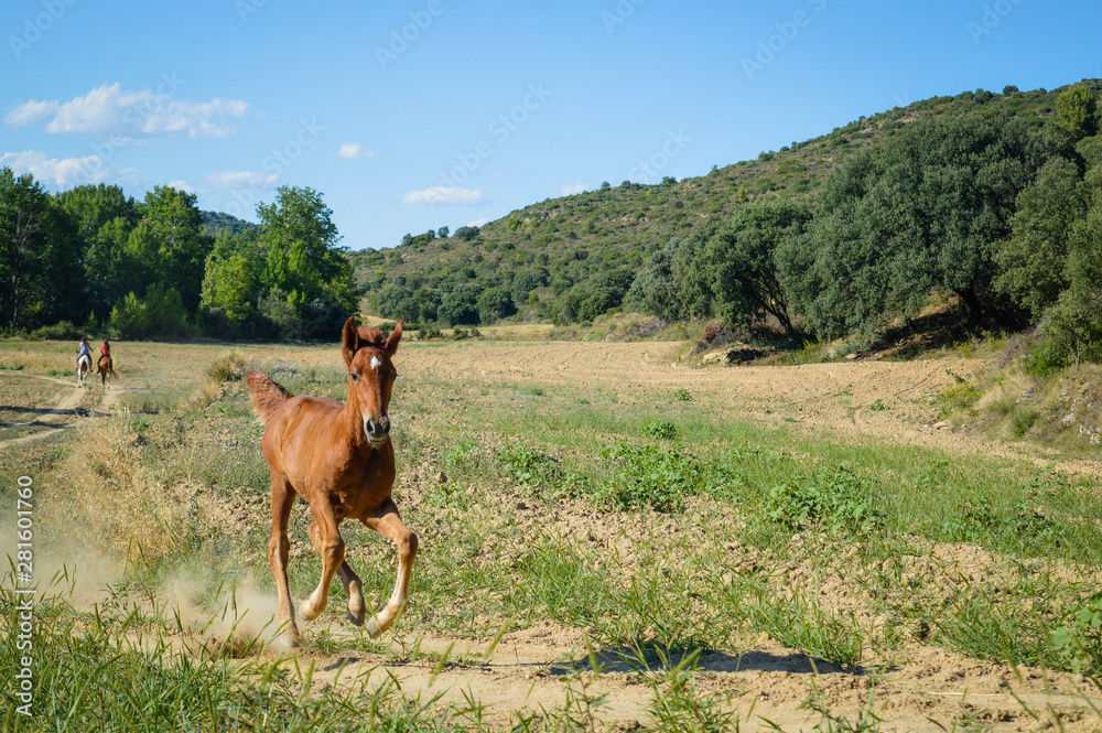 Animales en la naturaleza Stock Photo | Adobe Stock