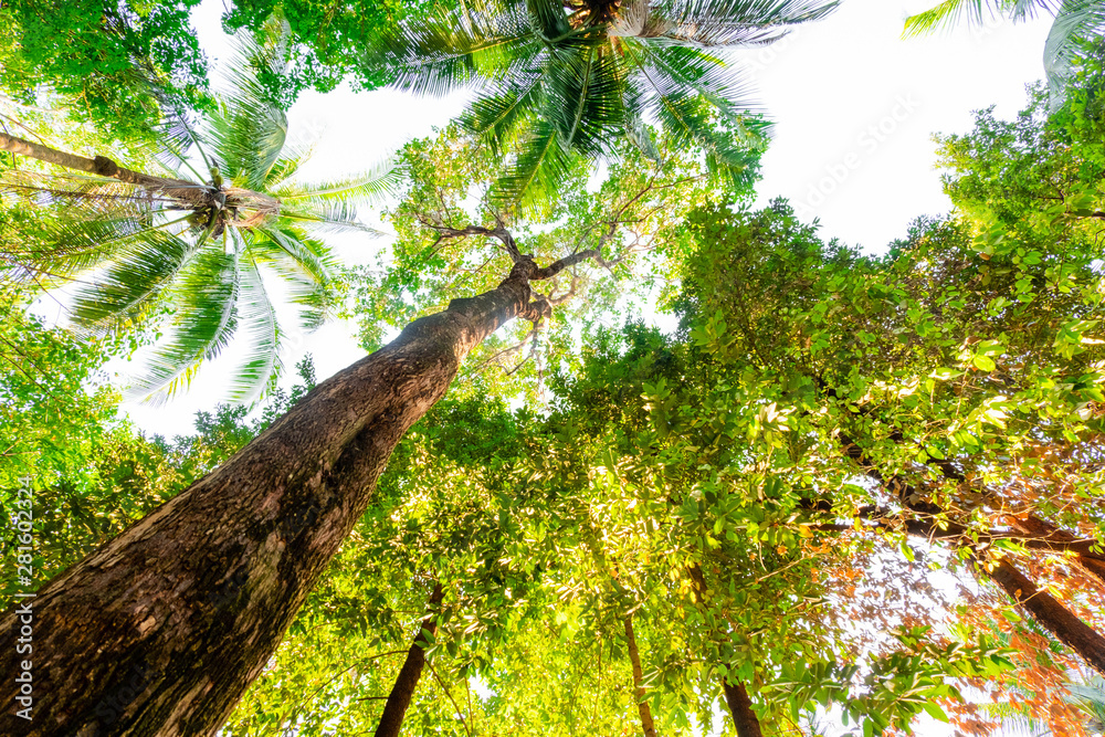 ant eye view of Resak Tembaga tree in jungle background.forest and ...