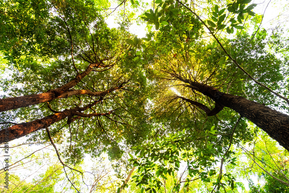 ant eye view of Resak Tembaga tree in jungle background.forest and ...