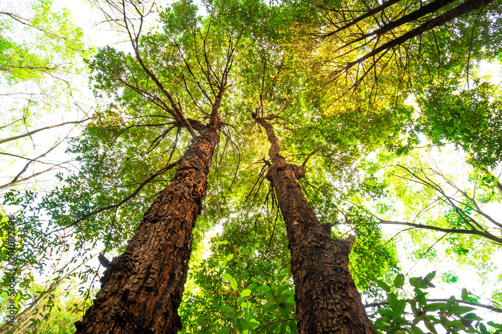 ant eye view of Resak Tembaga tree in jungle background.forest and ...