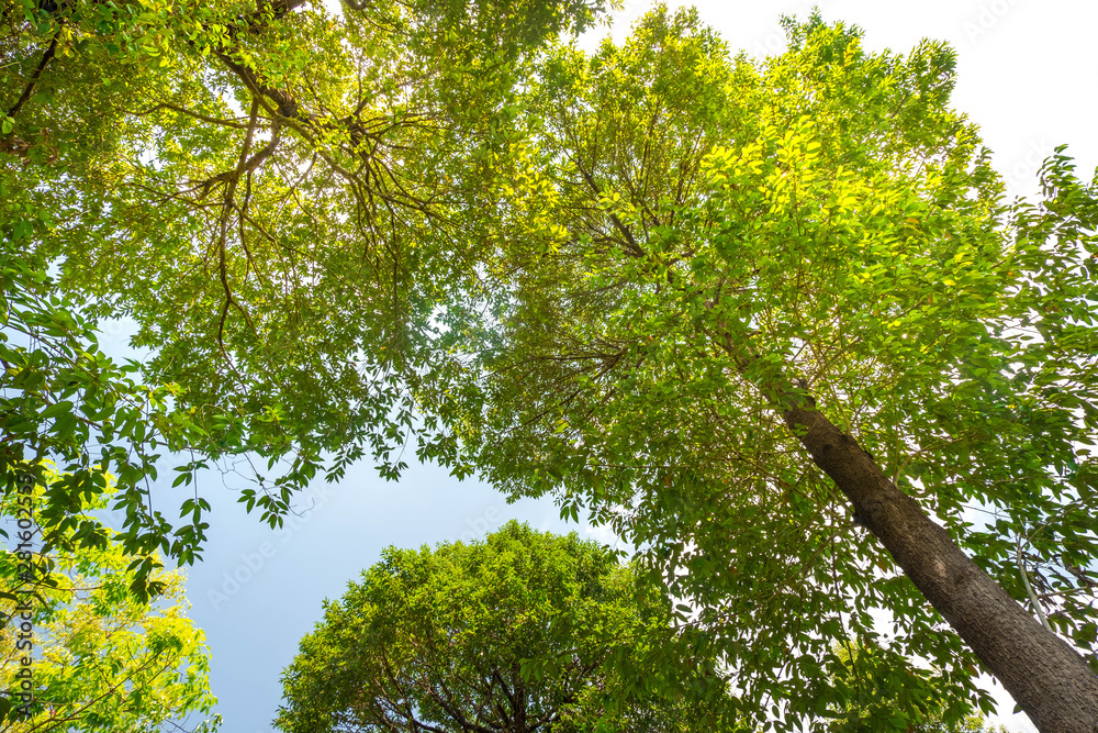 ant eye view of Resak Tembaga tree in jungle background.forest and ...