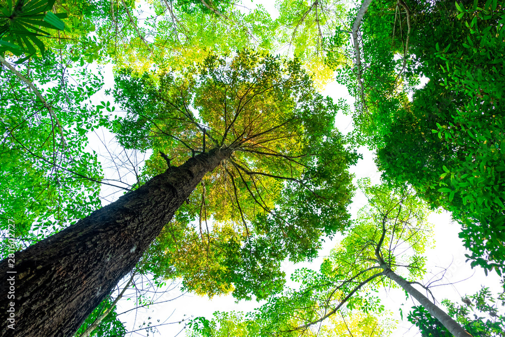 ant eye view of Resak Tembaga tree in jungle background.forest and ...