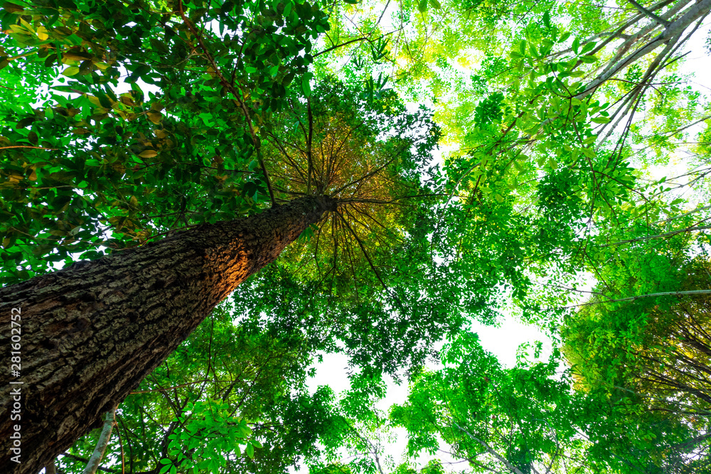 ant eye view of Resak Tembaga tree in jungle background.forest and ...