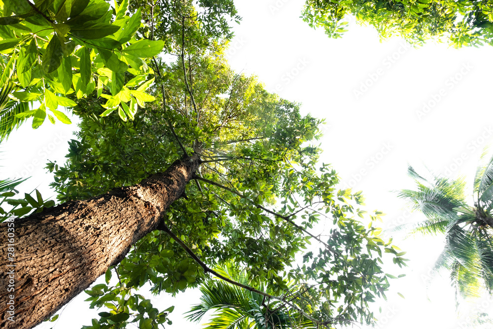 ant eye view of Resak Tembaga tree in jungle background.forest and ...