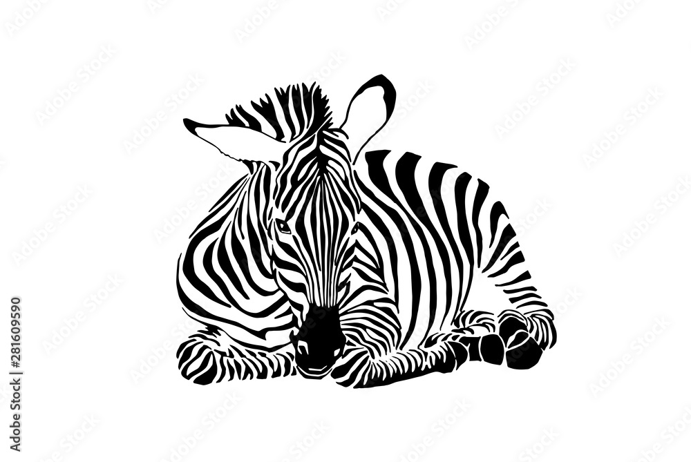 Graphical zebra sitting isolated on white background,vector ...