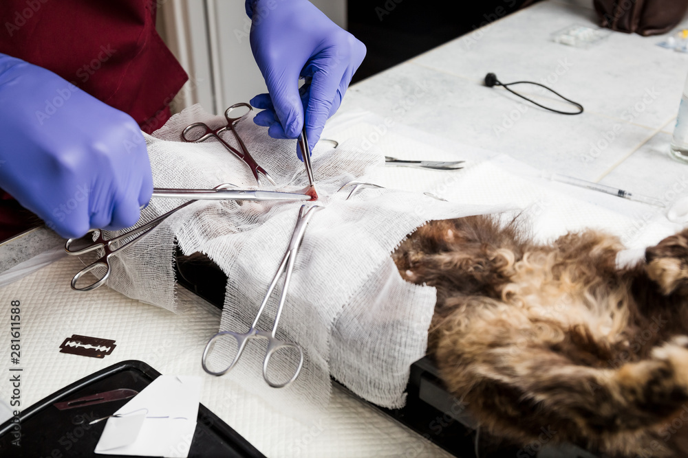 Sterilization of a cat. Surgical incision of the soft tissues of the ...