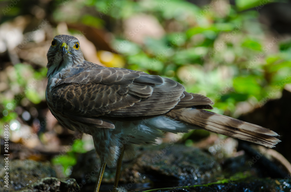 Besra Sparrowhawk (Accipiter virgatus fuscipectus) Stock Photo | Adobe ...