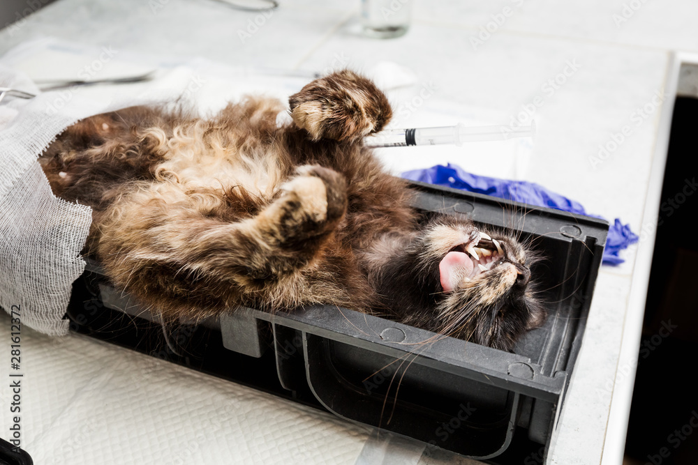 Sterilization of a cat. Surgical incision of the soft tissues of the ...