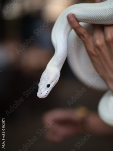 Blue Eyed Leucistic Ball Python