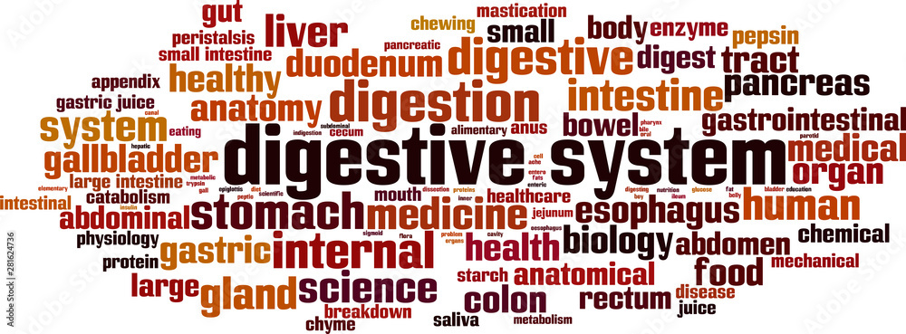 Digestive system word cloud Stock Vector | Adobe Stock