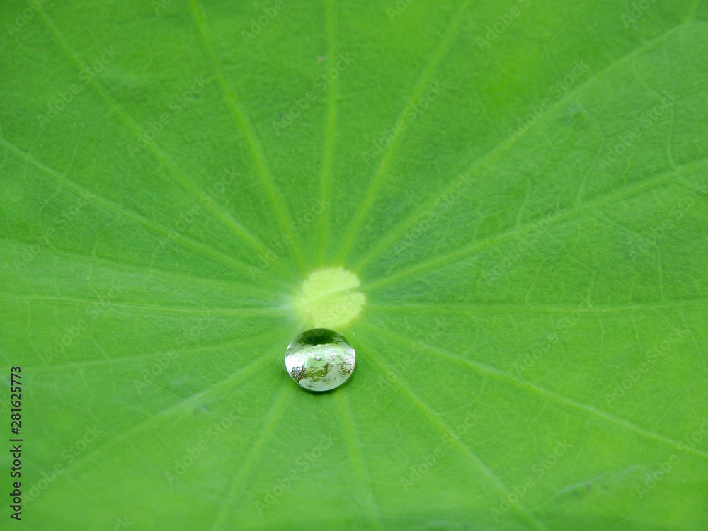 Water Drop On Lotus Leaf
