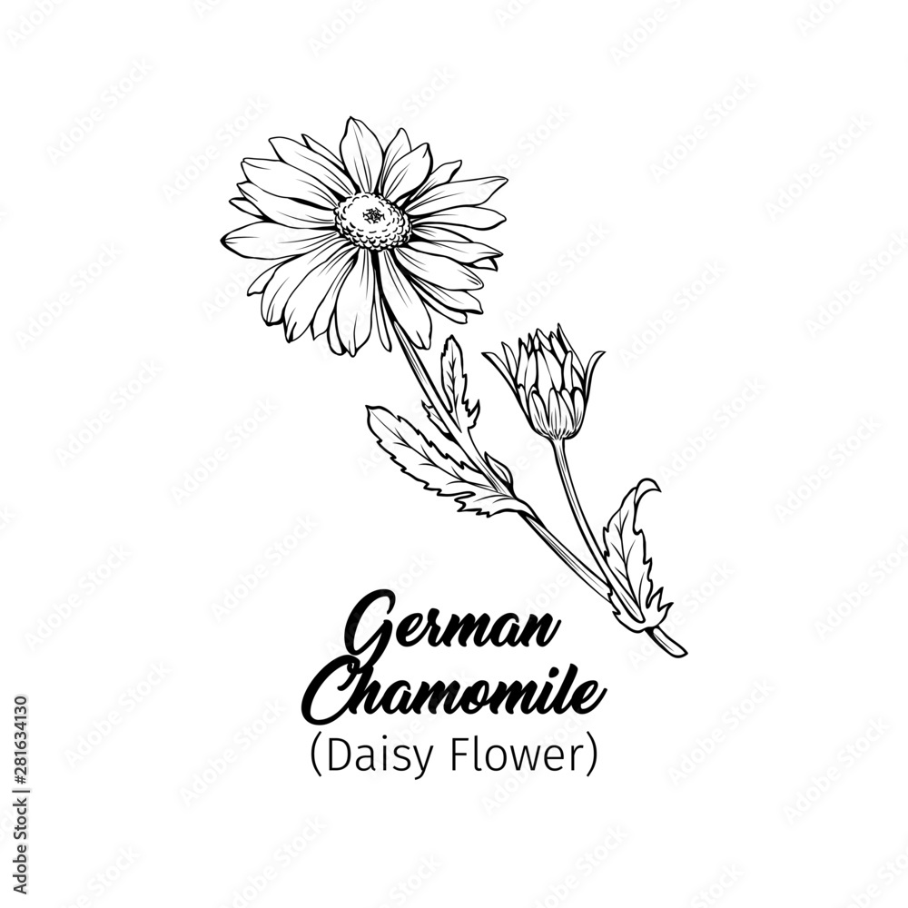 Daisy flower with bud freehand vector illustration. German chamomile ...