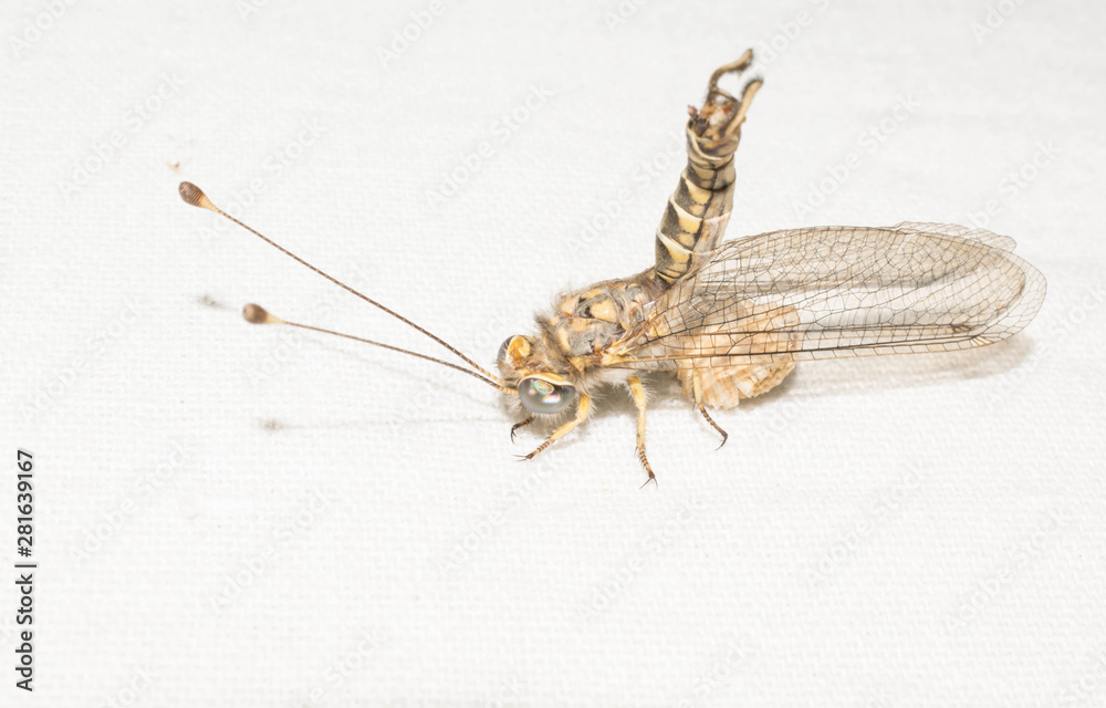 Ant lions insect family from the order of the retina of the four-winged ...