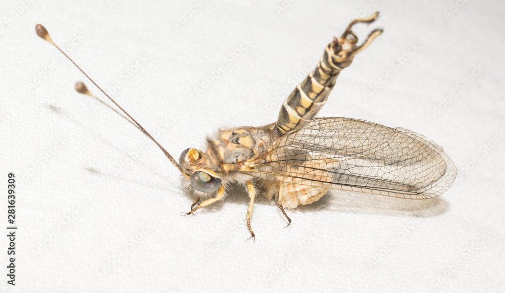 Ant lions insect family from the order of the retina of the four-winged ...