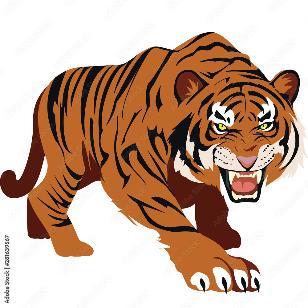 Vector of angry tiger on white background. Stock Vector | Adobe Stock