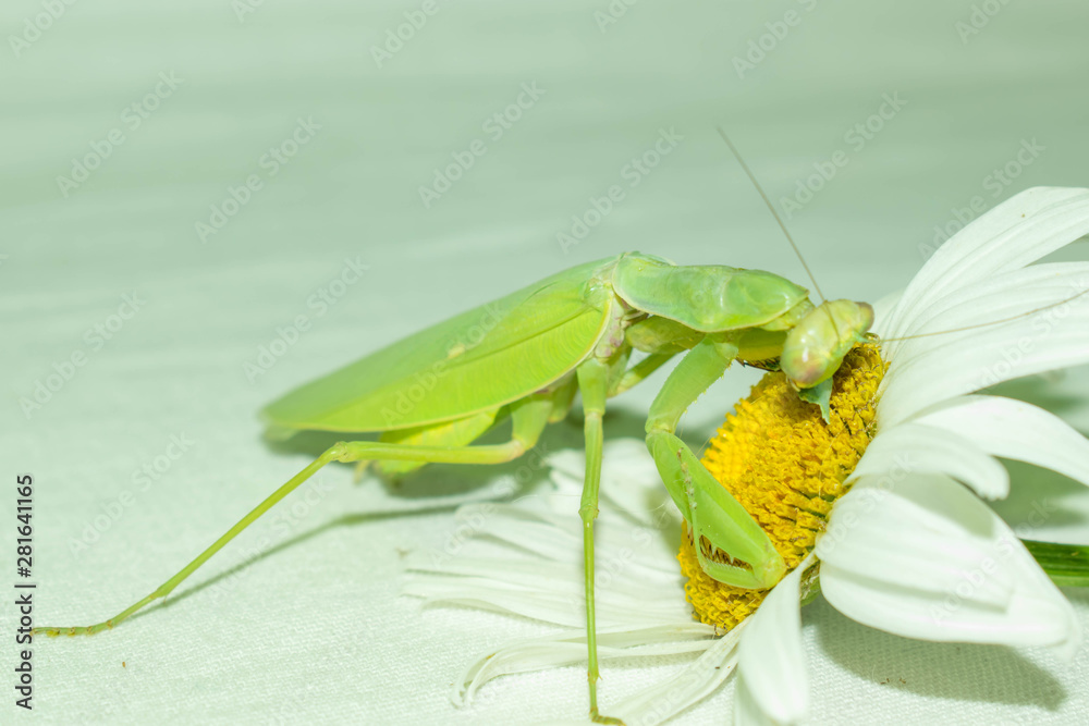 Praying mantis is a green insect from the family of real mantis. Large ...