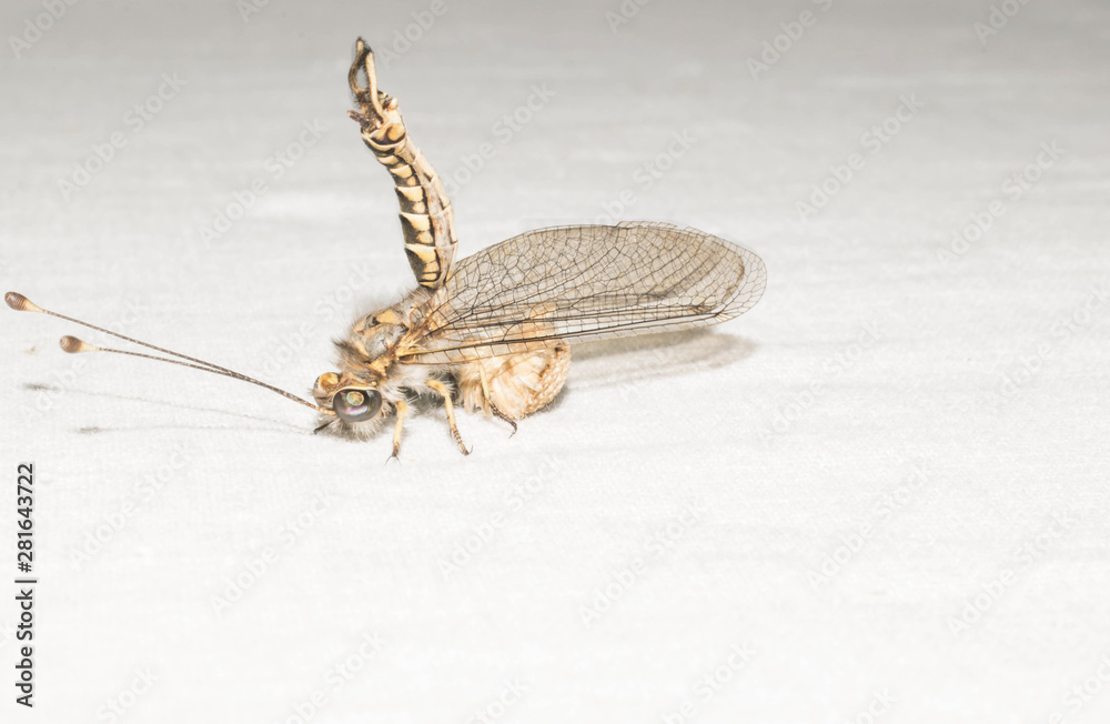 Ant lions insect family from the order of the retina of the four-winged ...