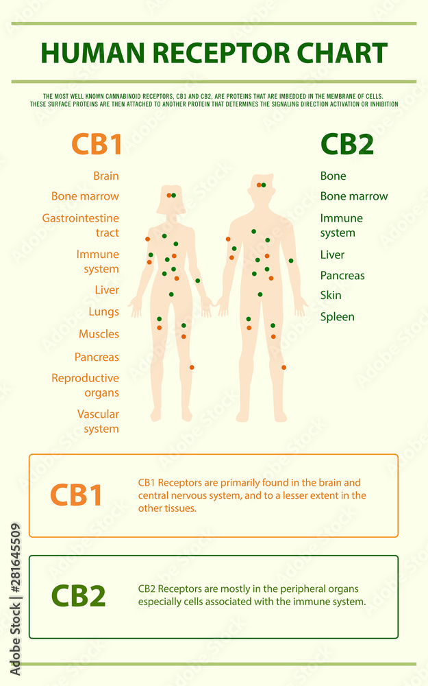 Human Receptor Chart - Endocananbinoid System vertical infographic ...