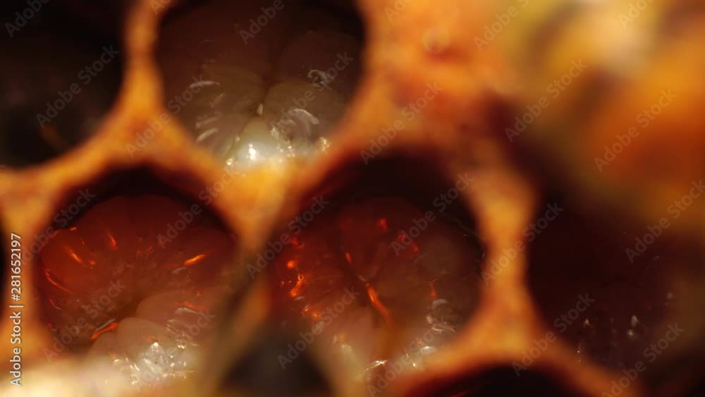 Baby bees - Honey bee larvae in open cells macro. Honeybee Brood. The ...