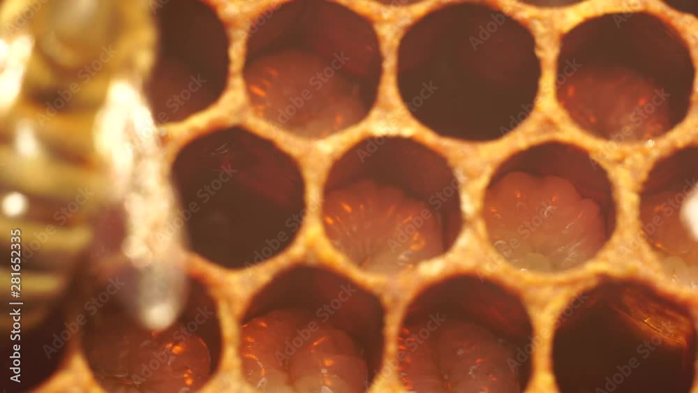Baby bees - Honey bee larvae in open cells macro. Honeybee Brood. The ...