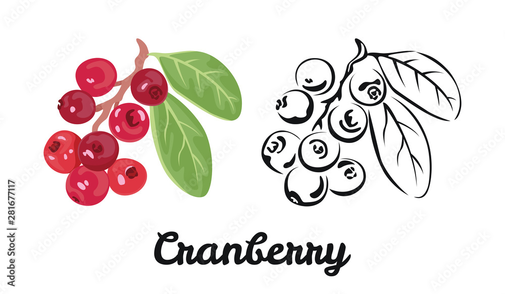 Vecteur Stock Cranberry icon set isolated on white background. Color ...