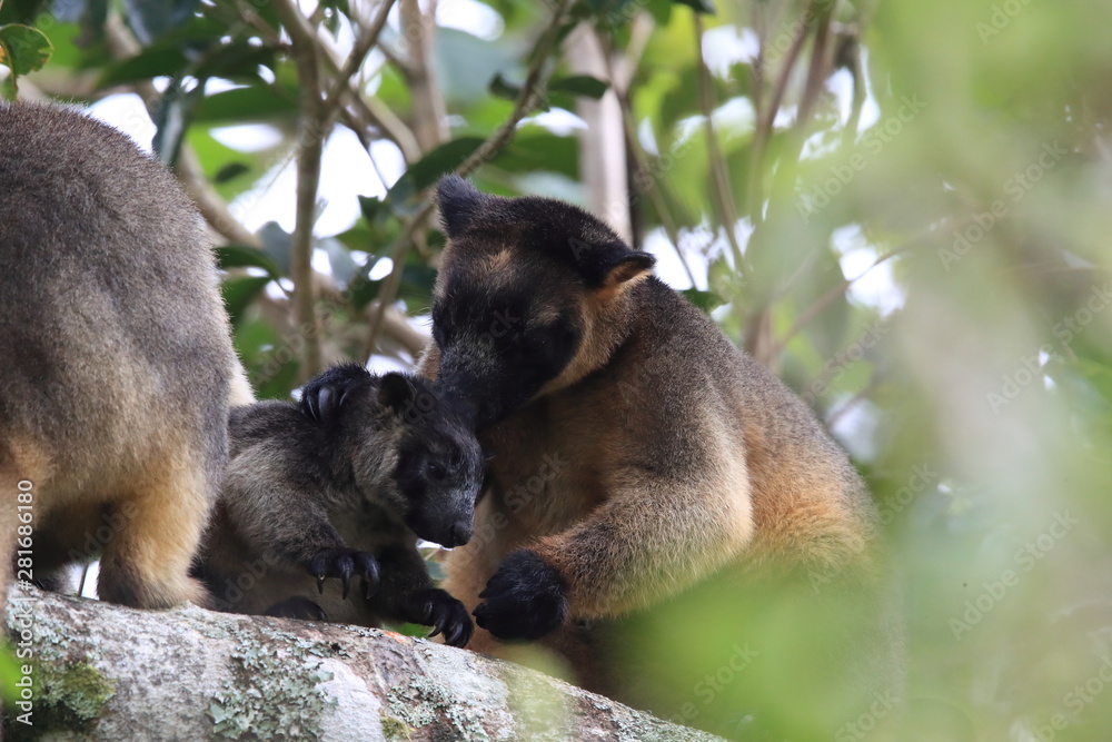 Lumholtz's tree-kangaroo (Dendrolagus lumholtzi) cub with Mother in a ...