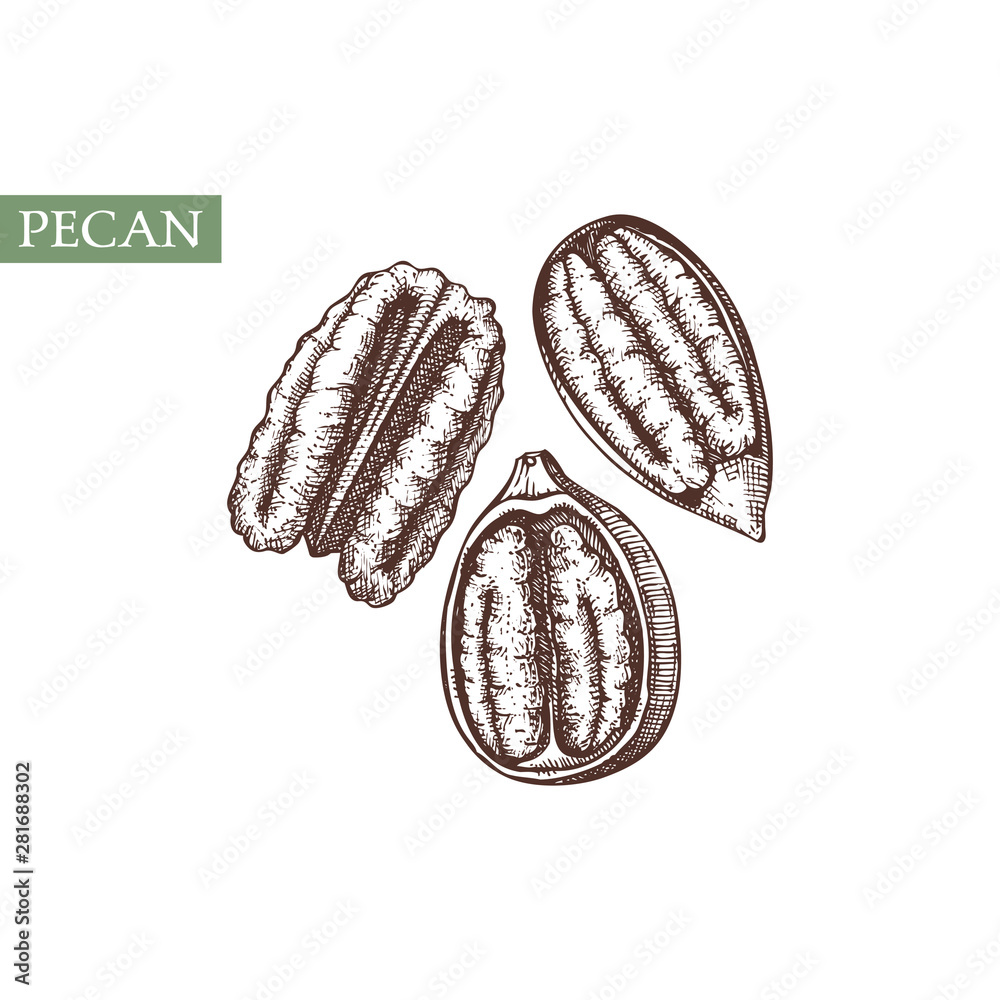 Pecan vector illustrations. Hand drawn healthy food elements. Nuts ...