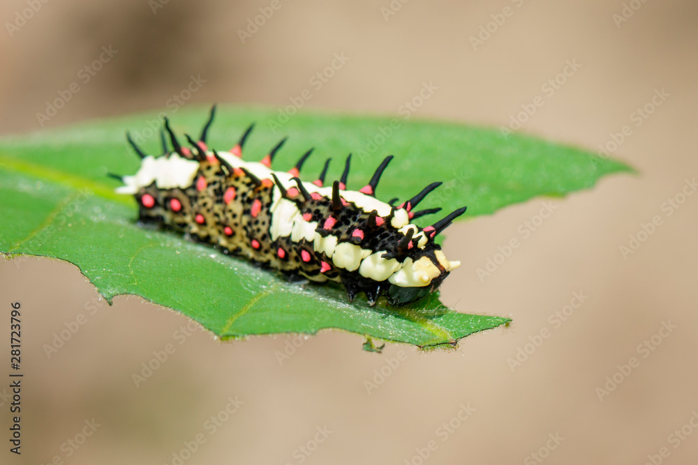 Image of Caterpillars of common mime on green leaves on a natural ...