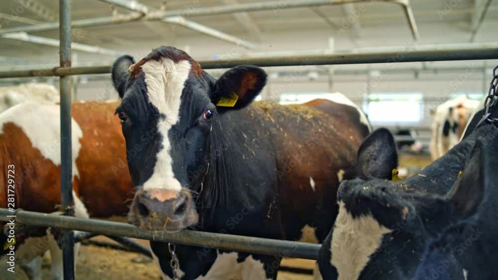 Dairy cows in the cowshed. Row of beautiful cows in a row tied in a ...