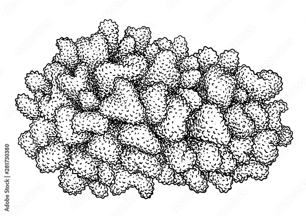 Coral illustration, drawing, engraving, ink, line art, vector Stock ...