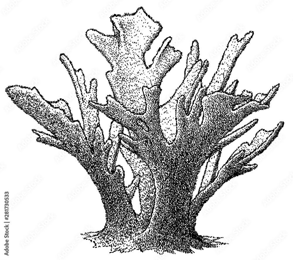 Coral illustration, drawing, engraving, ink, line art, vector Stock ...