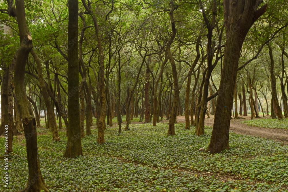 Bosque de Chapultepec (Ciudad de México)-Chapultepec Forest (Mexico ...