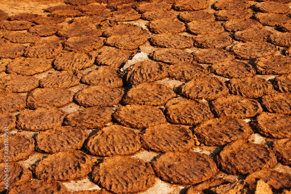 Cow dung also known as cow pats, cow pies or cow manure drying. Stock ...