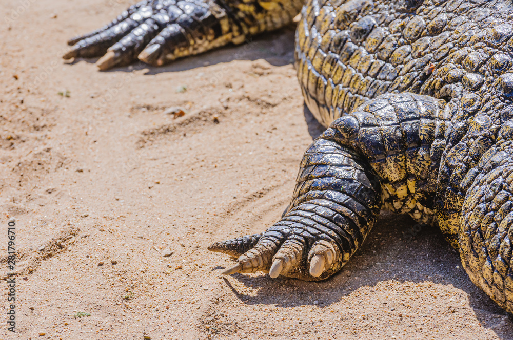 Claws on the foot of a 1 tonne male Nile Crocodile (Crocodylus ...