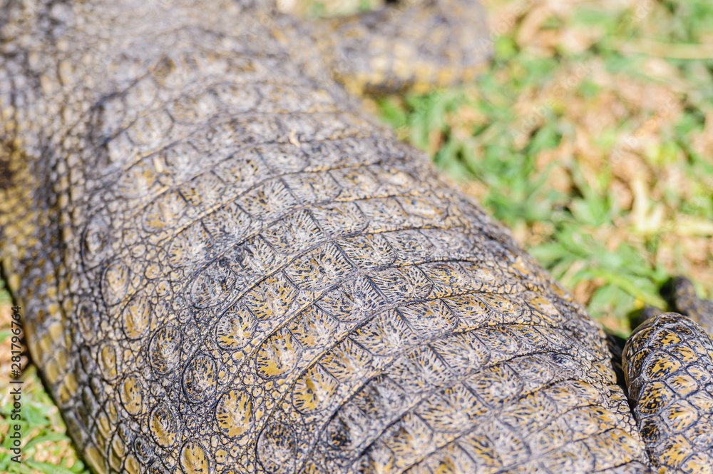 Foto de Osteoderms on the armoured skin on the back of a Nile Crocodile ...