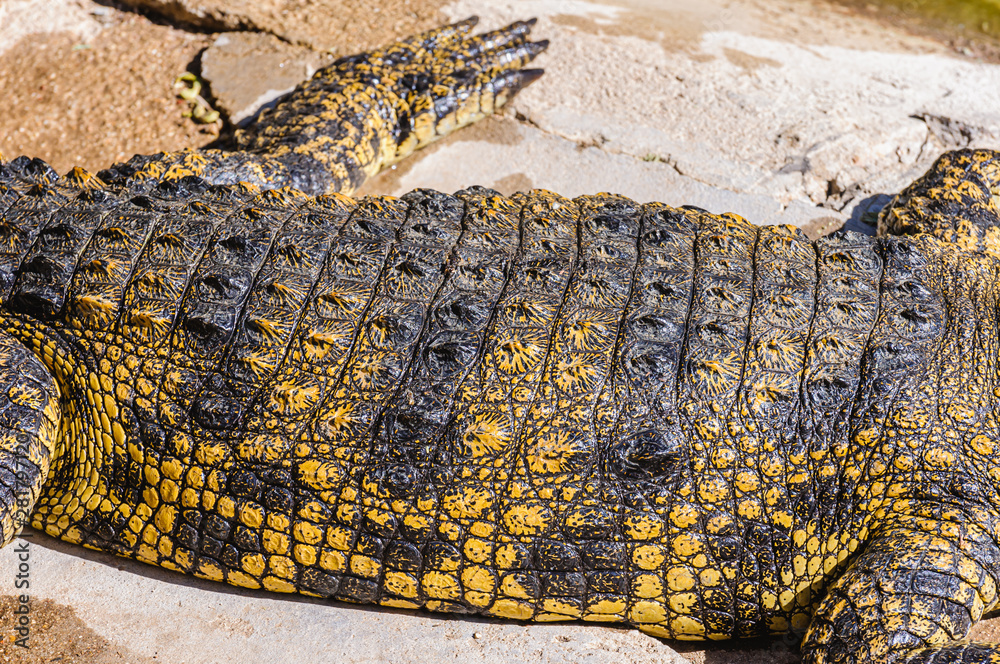 Osteoderms on the armoured skin on the back of a Nile Crocodile ...