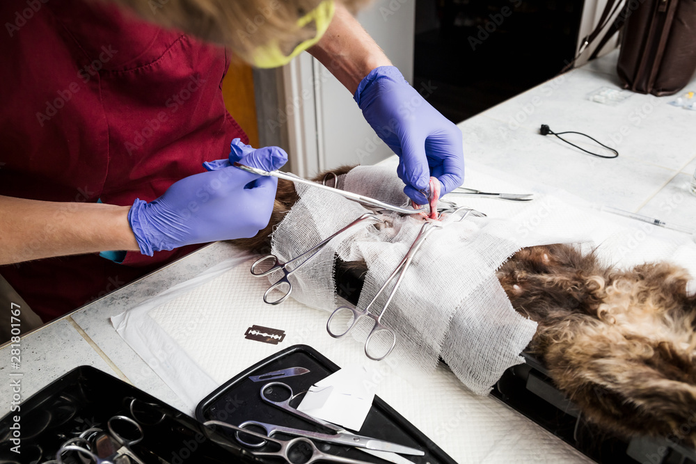 Sterilization of a cat. Surgical incision of the soft tissues of the ...