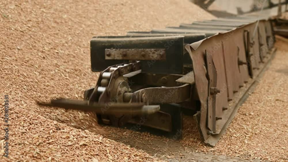 Closeup of the mechanism of wheat grain transportation machine under ...