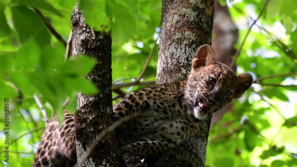 The Indochinese Leopard is a Vulnerable species and one of the big cats ...