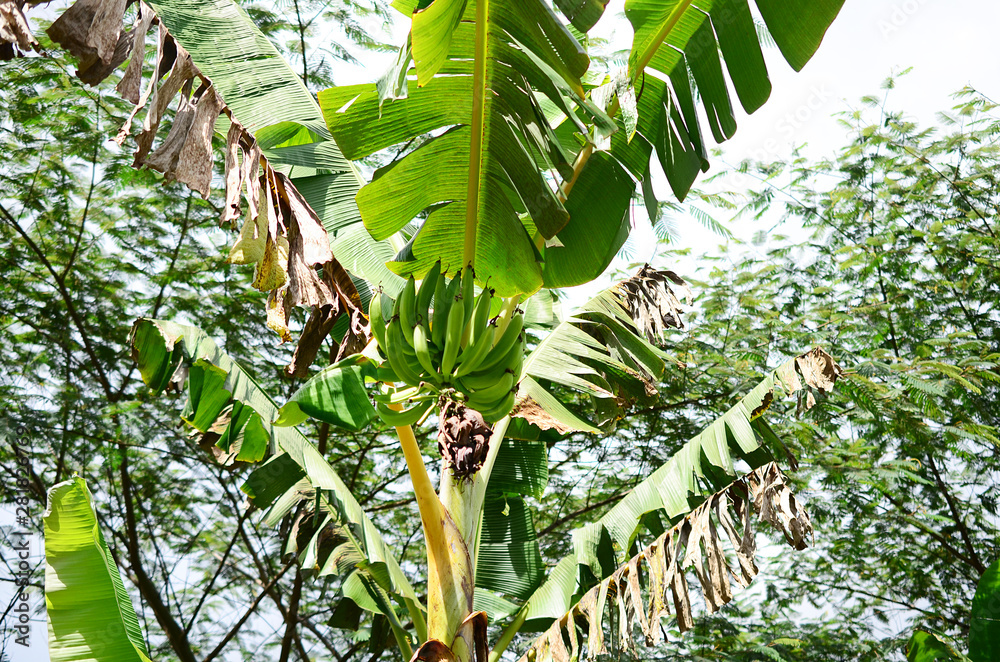 Plantain Trees located on a coffee farm in Puerto Rican mountains ...