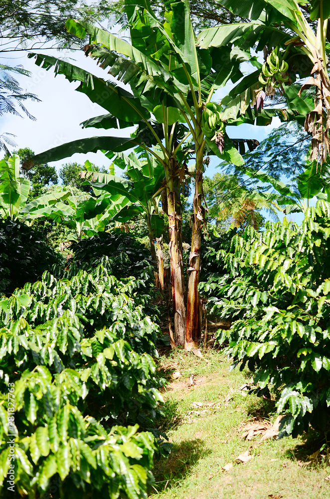 Plantain Trees located on a coffee farm in Puerto Rican mountains ...