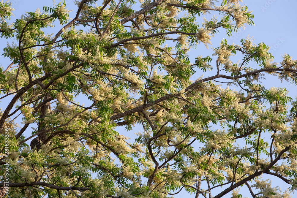 Branches of Neem in winter. Siamese neem tree, Azadirachta indica var ...